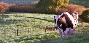 Farm Animal: Holstein Cows | culture: the word on cheese