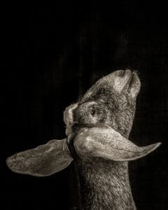 Creature Features: Animal Portraits by Photographer Kevin Horan ...
