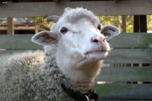Farm Animal: Gulf Coast Native Sheep | culture: the word on cheese