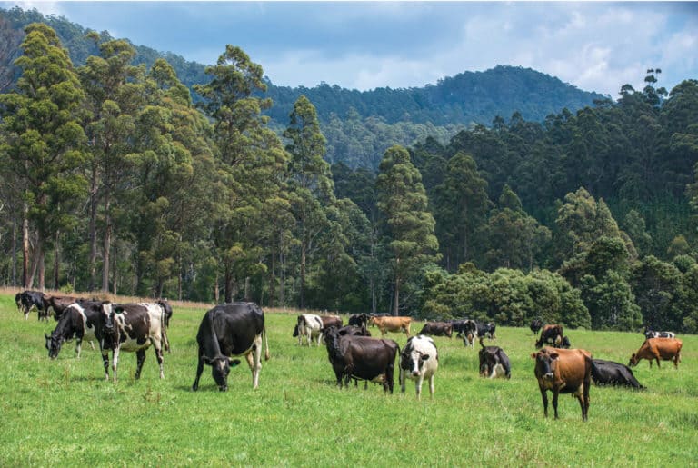 Native Cheese Cultures are Now Making a Comeback