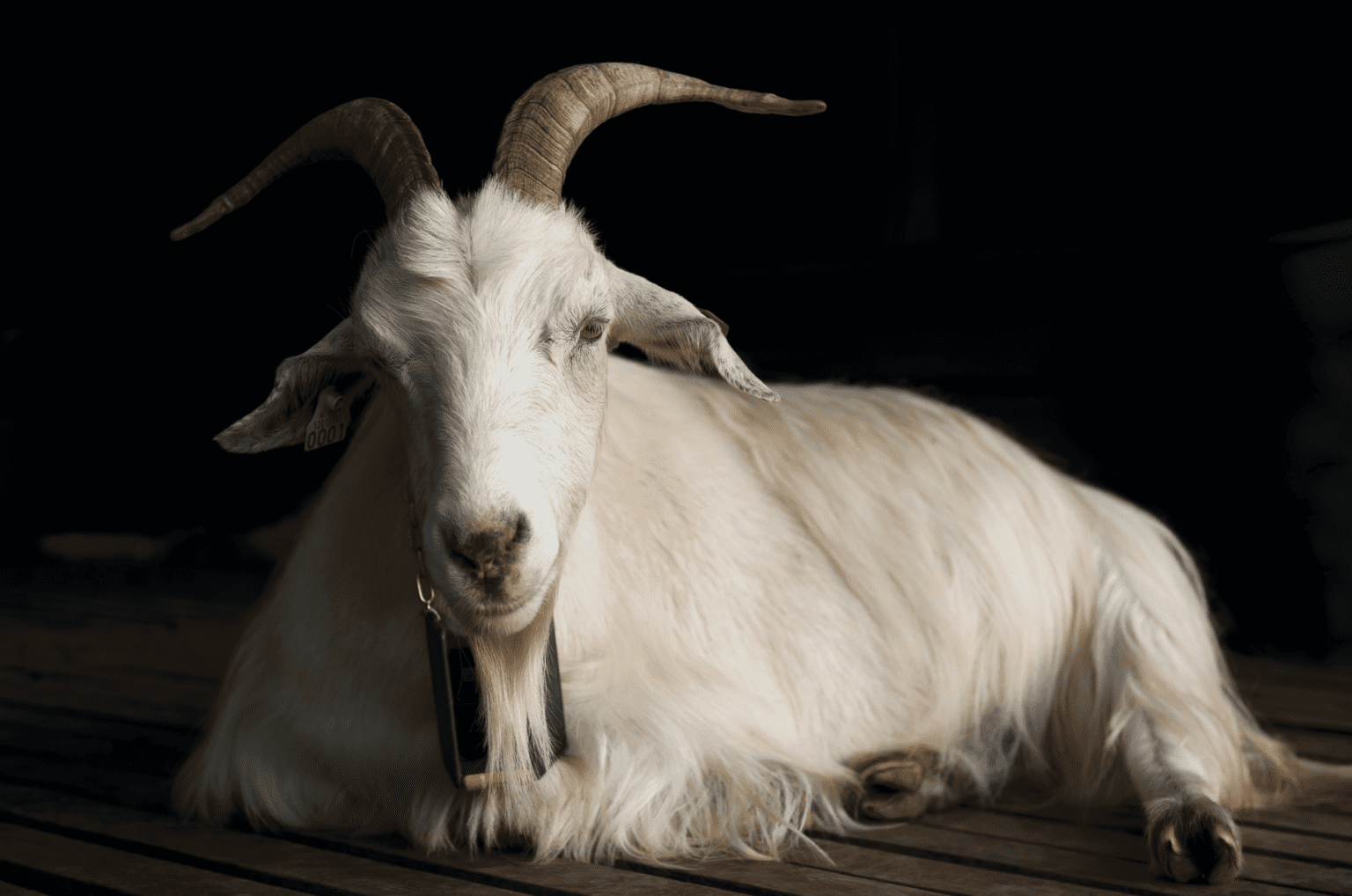 Farm Animal: Norwegian Dairy Goat | culture: the word on cheese