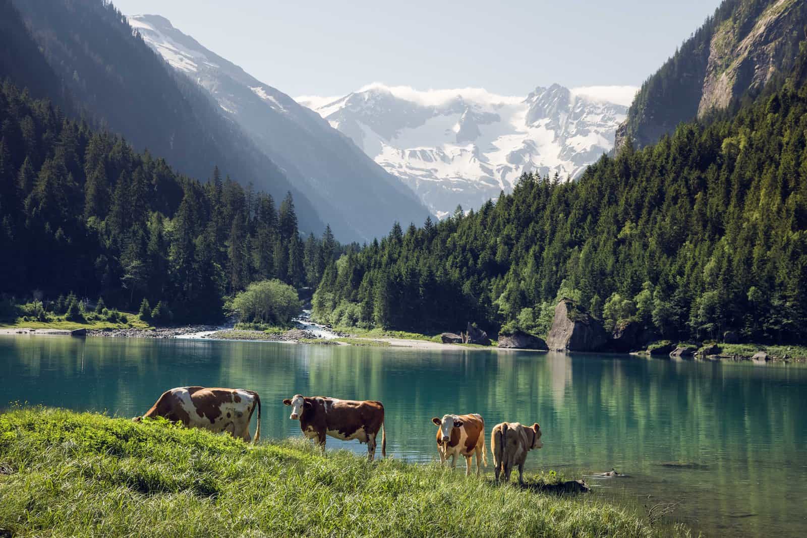 Europe Home of Cheese: Get to Know the Cheeses of Austria | culture ...
